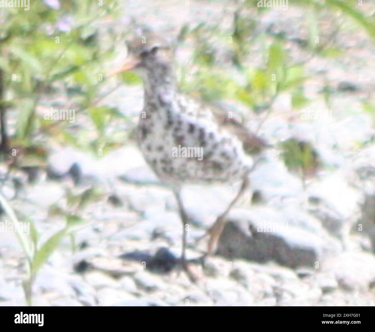 Spotted Sandpiper (Actitis macularius) Healdsburg CA Stock Photo - Alamy