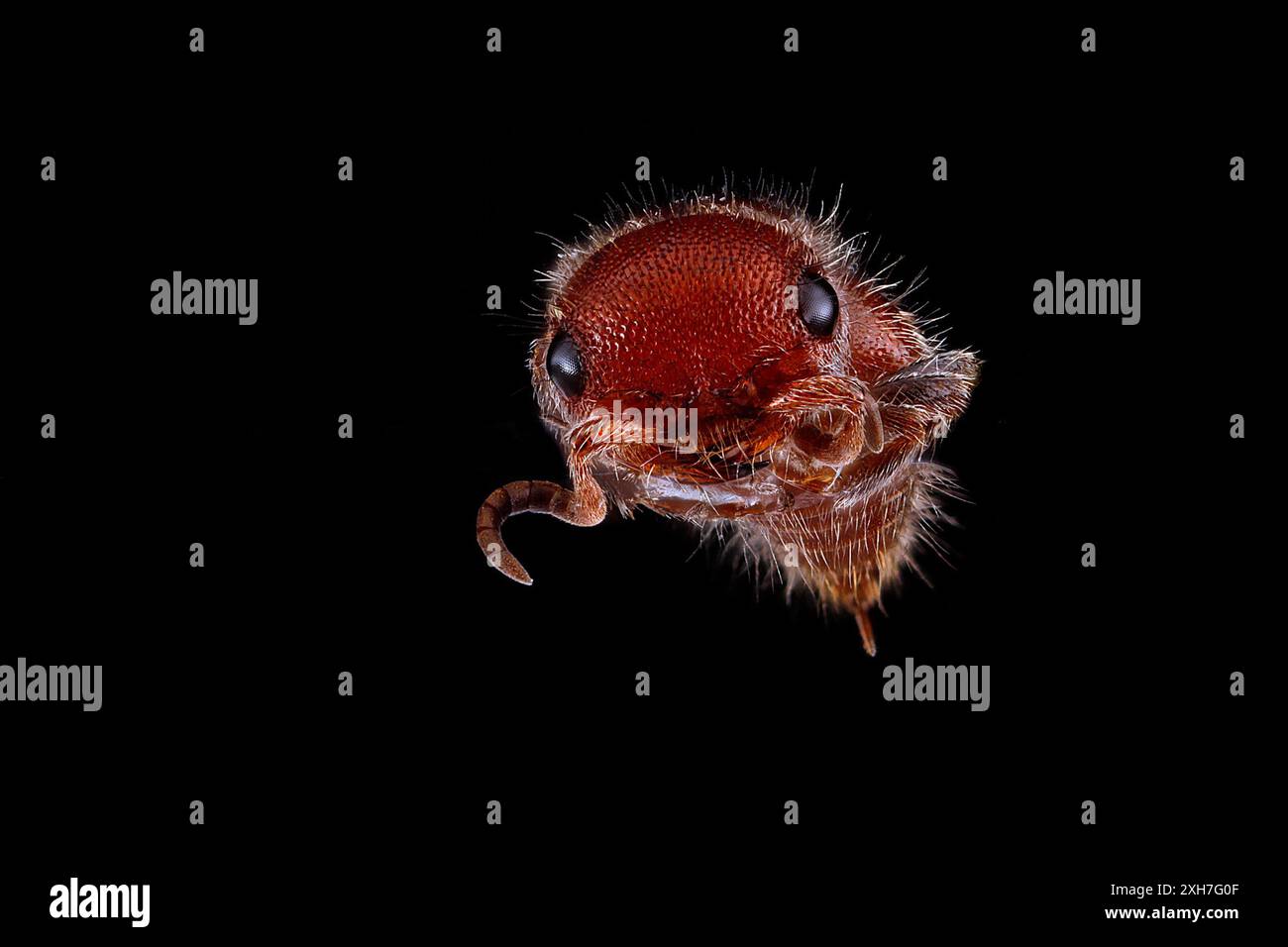 Pseudomethoca frigida hi-res stock photography and images - Alamy