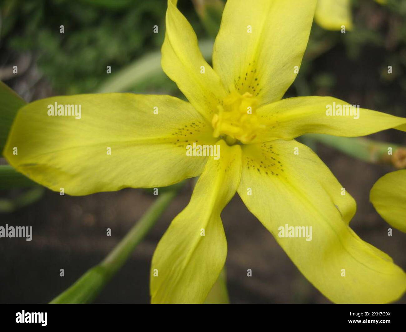 (Moraea cookii) Blue Hill in the Kouga Mts Stock Photo - Alamy