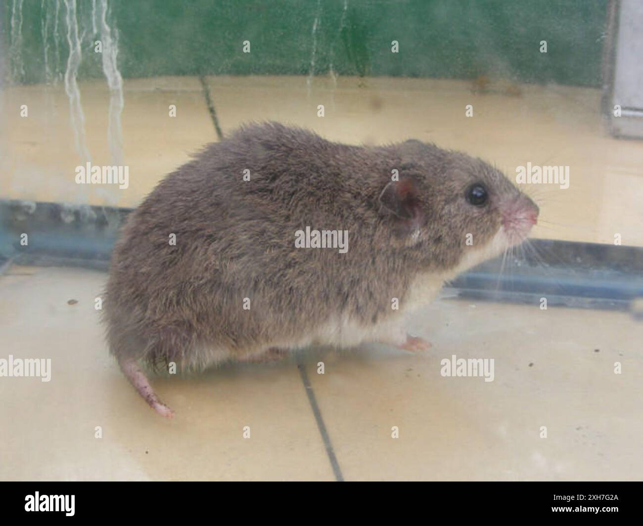 Southern African Pouched Mouse (Saccostomus campestris) R40, Grietjie ...