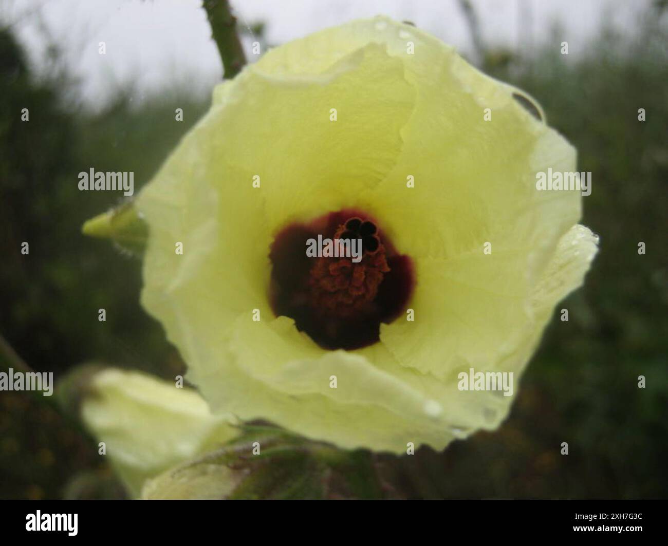 Prickly Tree Hibiscus (Hibiscus diversifolius diversifolius) Dune ...