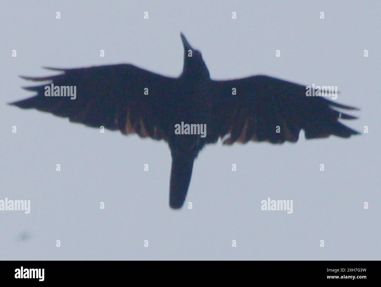 Slender billed crow hi-res stock photography and images - Alamy