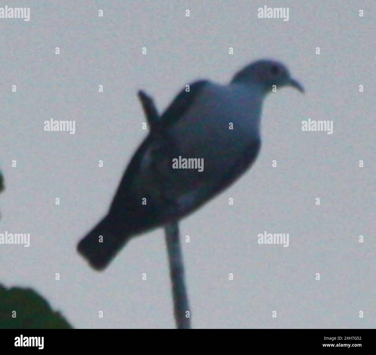 Green Imperial Pigeon (Ducula aenea) Danum Valley Stock Photo - Alamy