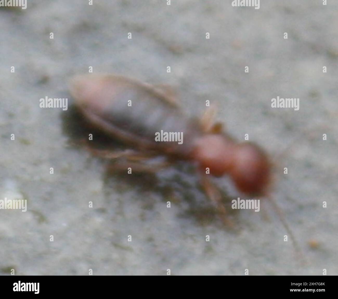 Winged and Once-winged Insects (Pterygota) Pillar Point Stock Photo - Alamy