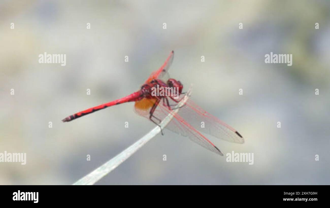 Red-veined Dropwing (Trithemis arteriosa) Cleveland, Phalaborwa Stock ...