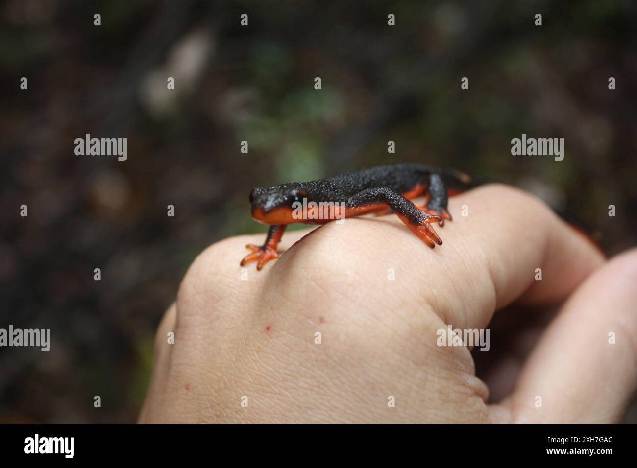 Red-bellied Newt (Taricha rivularis) , Sonoma County, US-CA, US Stock ...