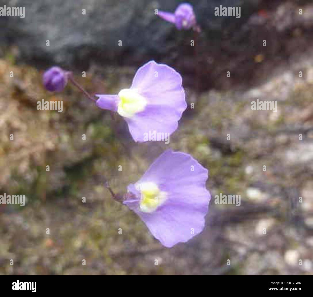 Cape Bladderwort (Utricularia bisquamata) , Langeberg Nature Reserve ...
