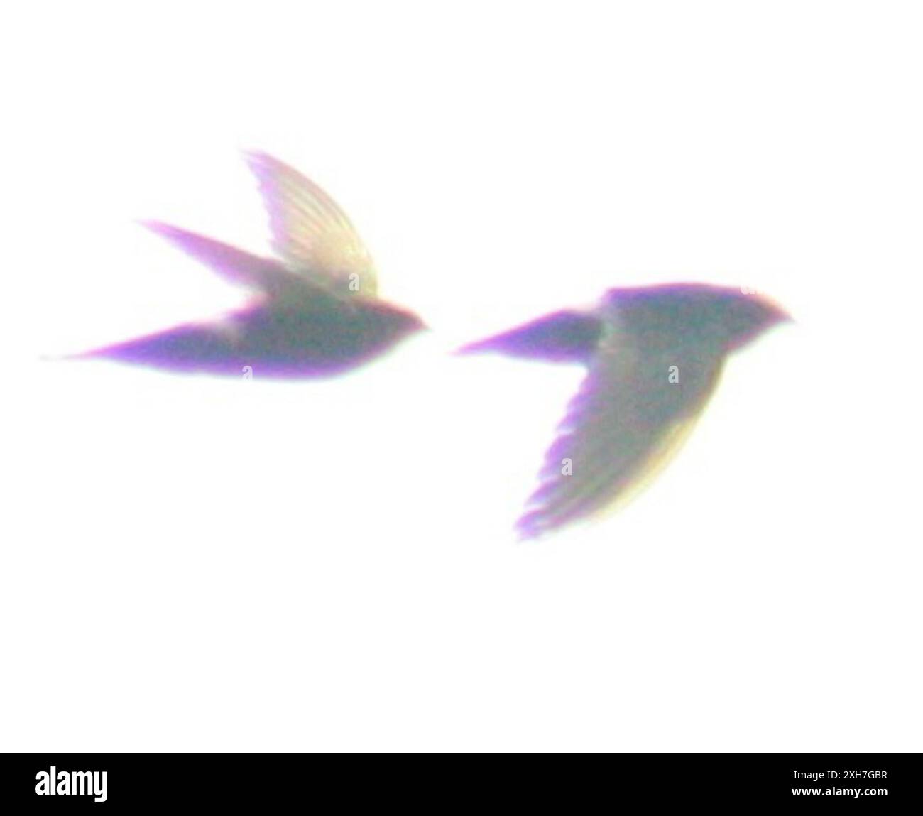 White-rumped Swift (Apus caffer) , Star Stop Millys, Service Station ...