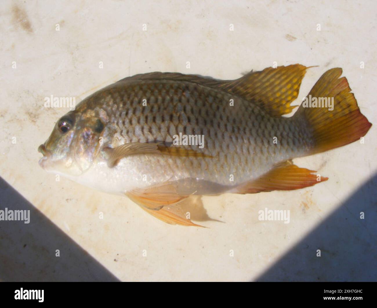 Redbreast tilapia (Coptodon rendalli) Kruger Park, Jock Safari Lodge ...