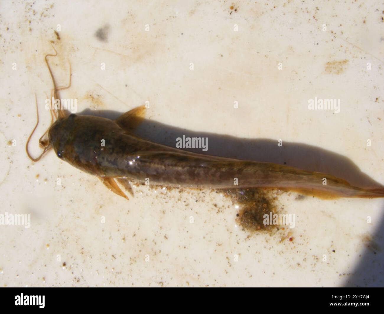 Sharptooth Catfish (Clarias gariepinus) Kruger Park, Jock Safari Lodge ...