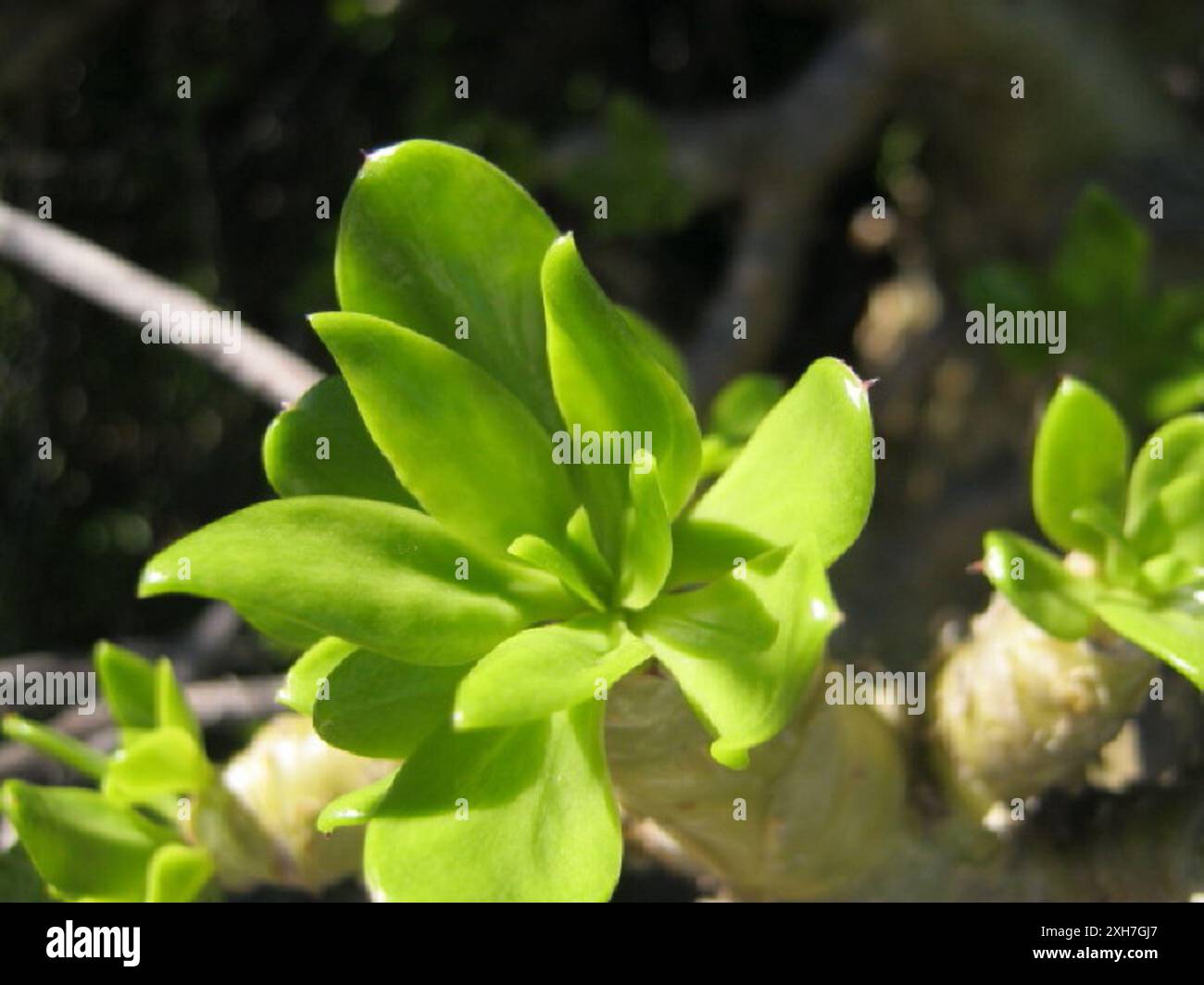 Botterboom (Tylecodon paniculatus) Min Water in the Klein Karoo: Min ...
