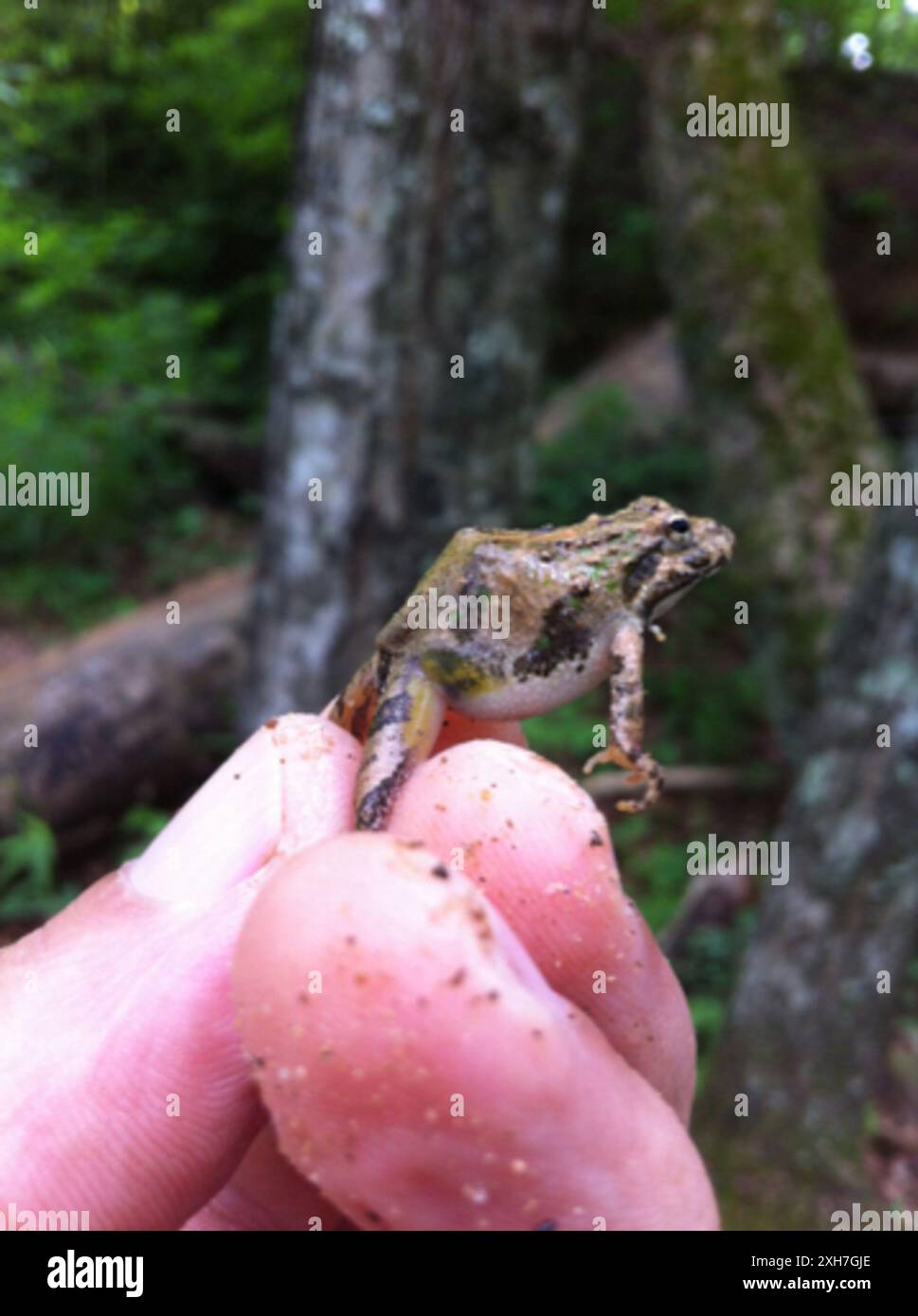 Northern Cricket Frog (Acris crepitans) Eno River, Durham, North ...