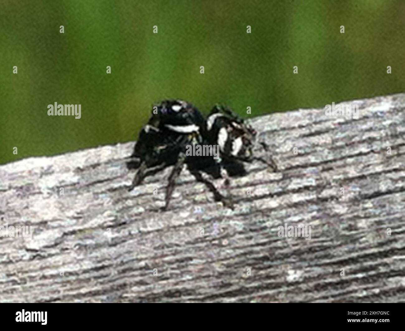 Zebra Jumping Spider (Salticus scenicus) China Camp State Park, Santa ...