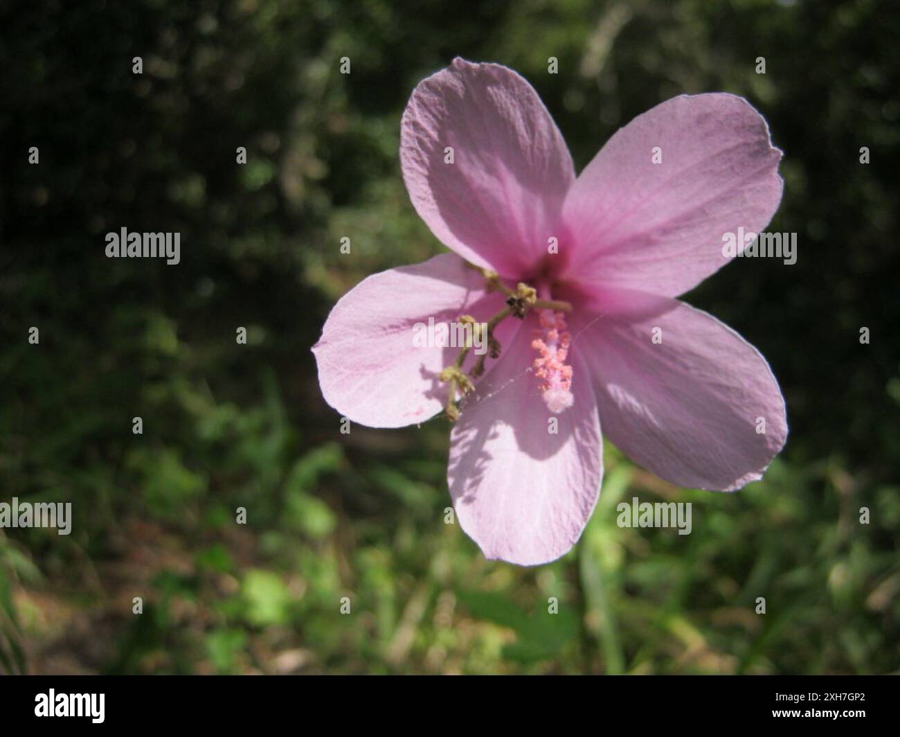 forest pink hibiscus (Hibiscus pedunculatus) Salt River Hike: In a ...