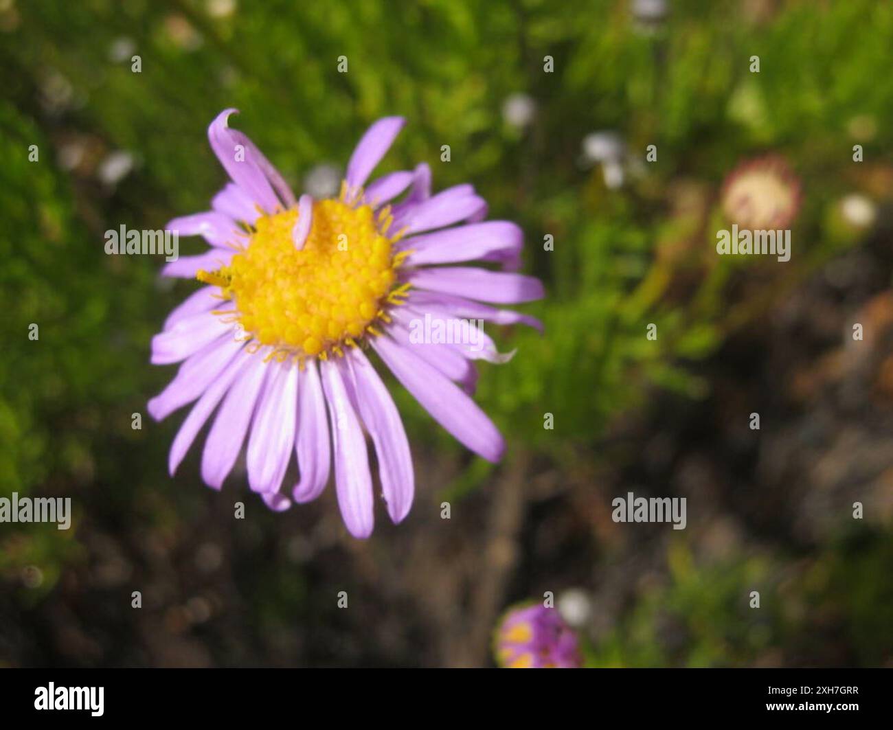Common Fine Felicia (Felicia filifolia filifolia) Blue Hill in the ...