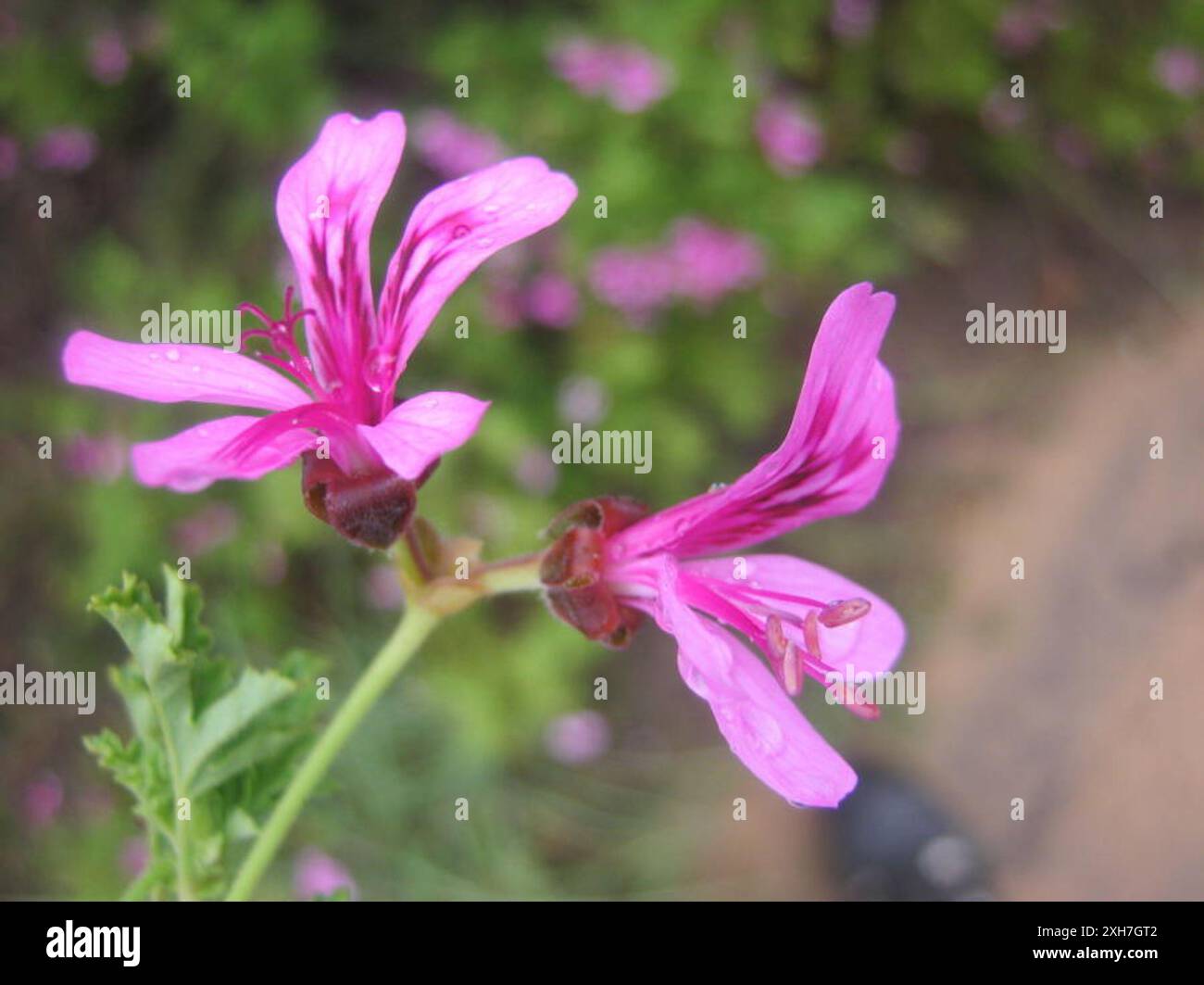 oak-leaved geranium (Pelargonium quercifolium) Blue Hill in the Kouga ...