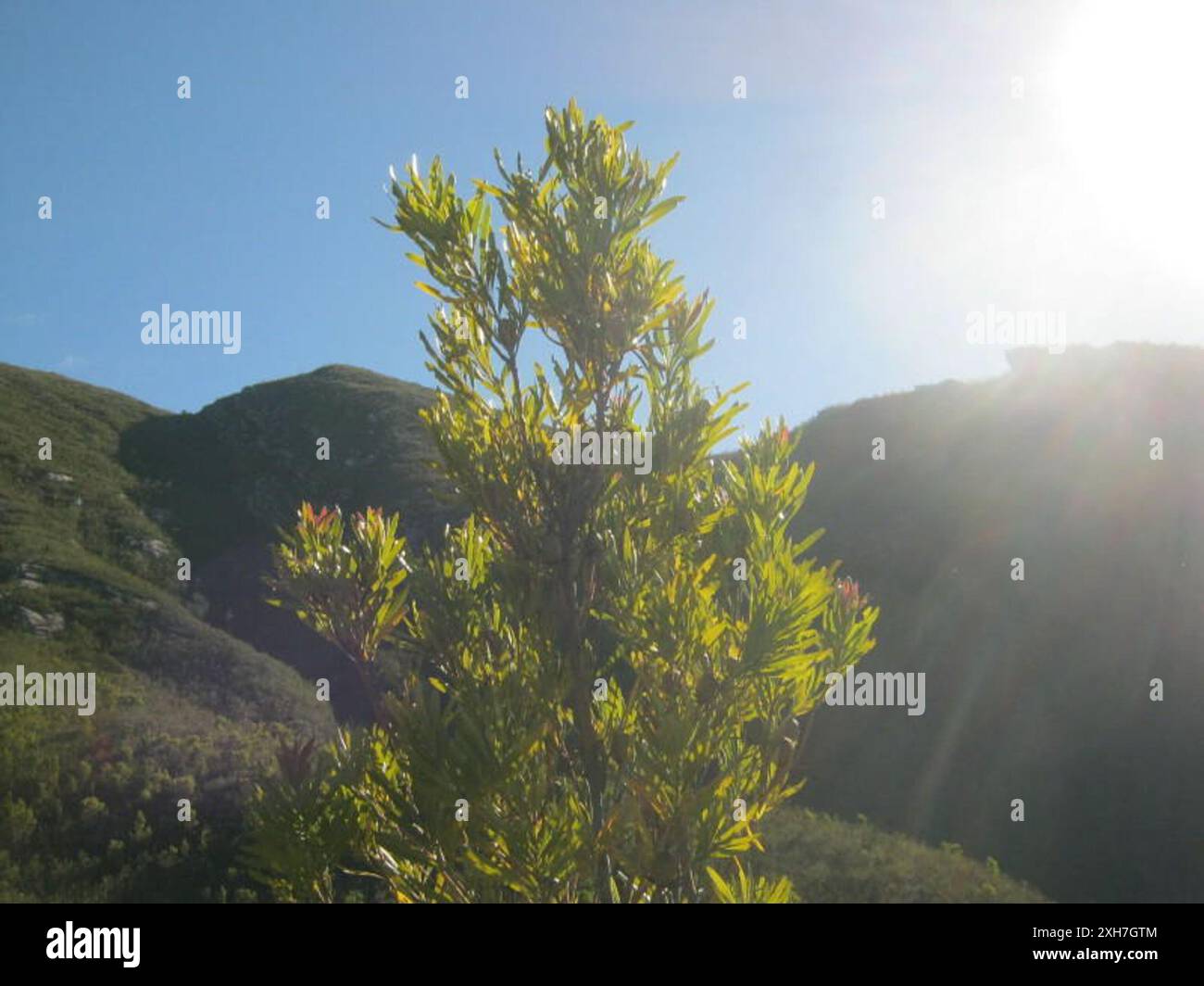 Gumleaf Conebush (Leucadendron eucalyptifolium) From Sputnik to the ...