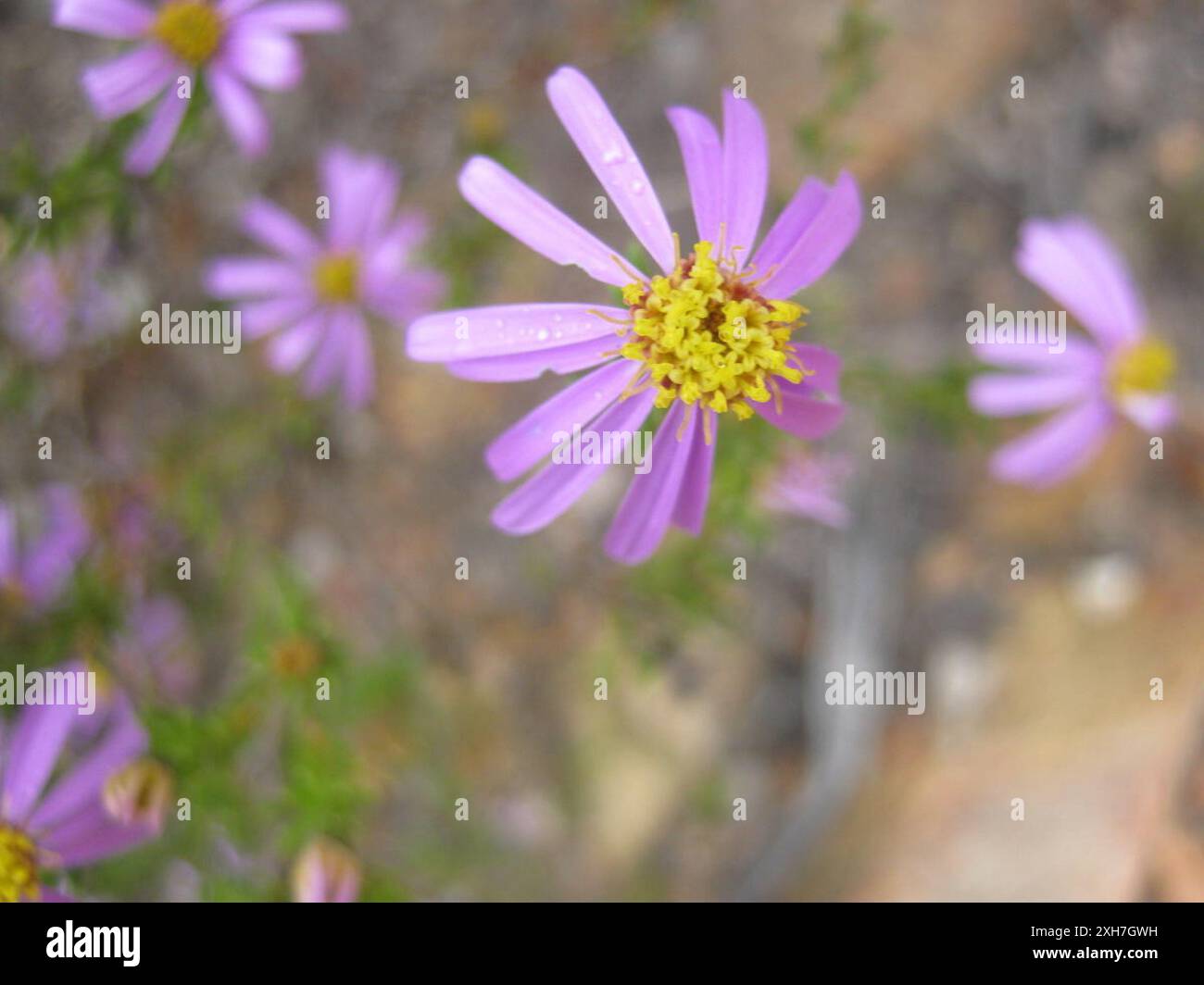 Common Fine Felicia (Felicia filifolia filifolia) Kouga Wildernis in ...