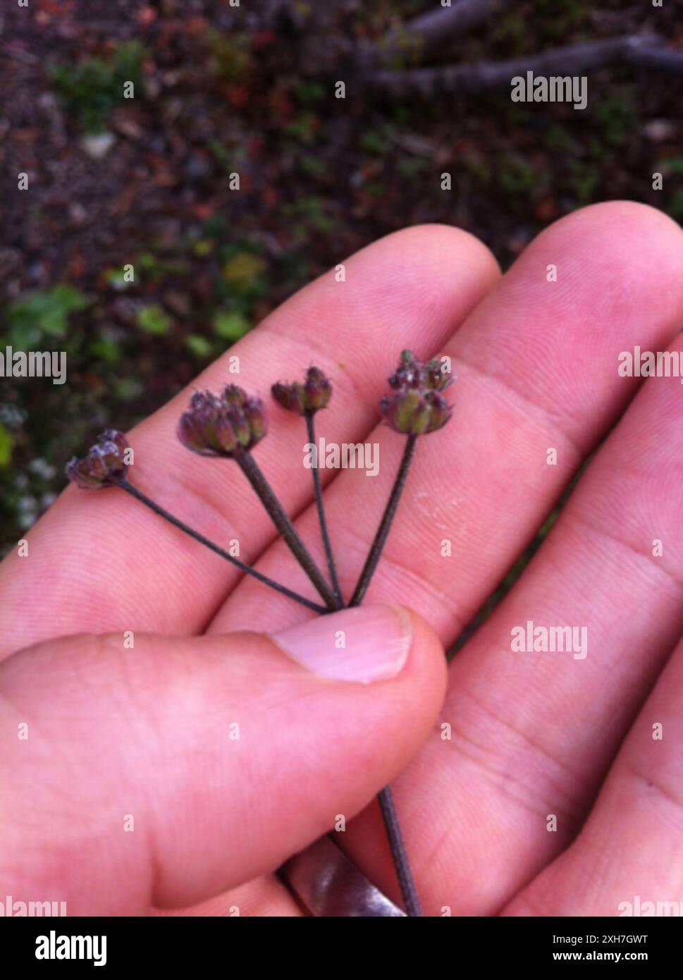 common hedge parsley (Torilis arvensis) Memorial Glade, Berkeley ...