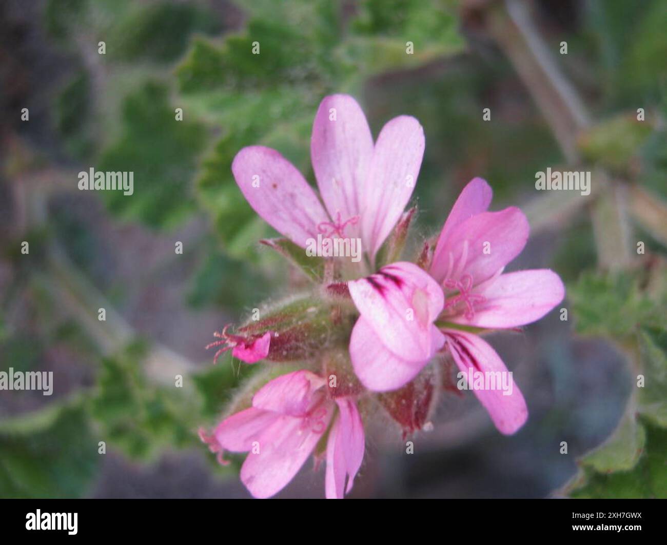 rose-scented geranium (Pelargonium capitatum) Dune Molerat Reserve ...