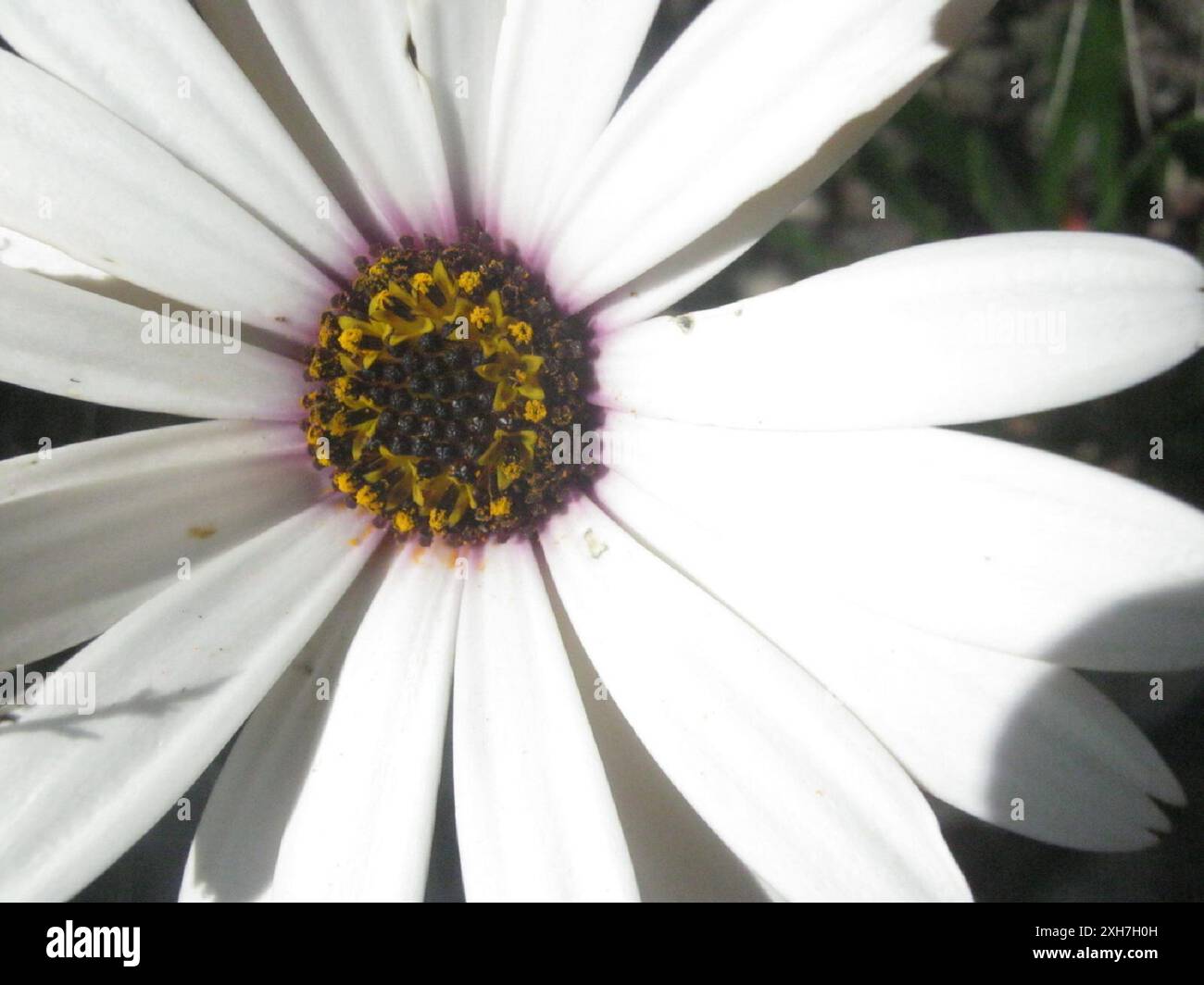 Cape oxeye (Dimorphotheca nudicaulis nudicaulis) Fernkloof in the ...