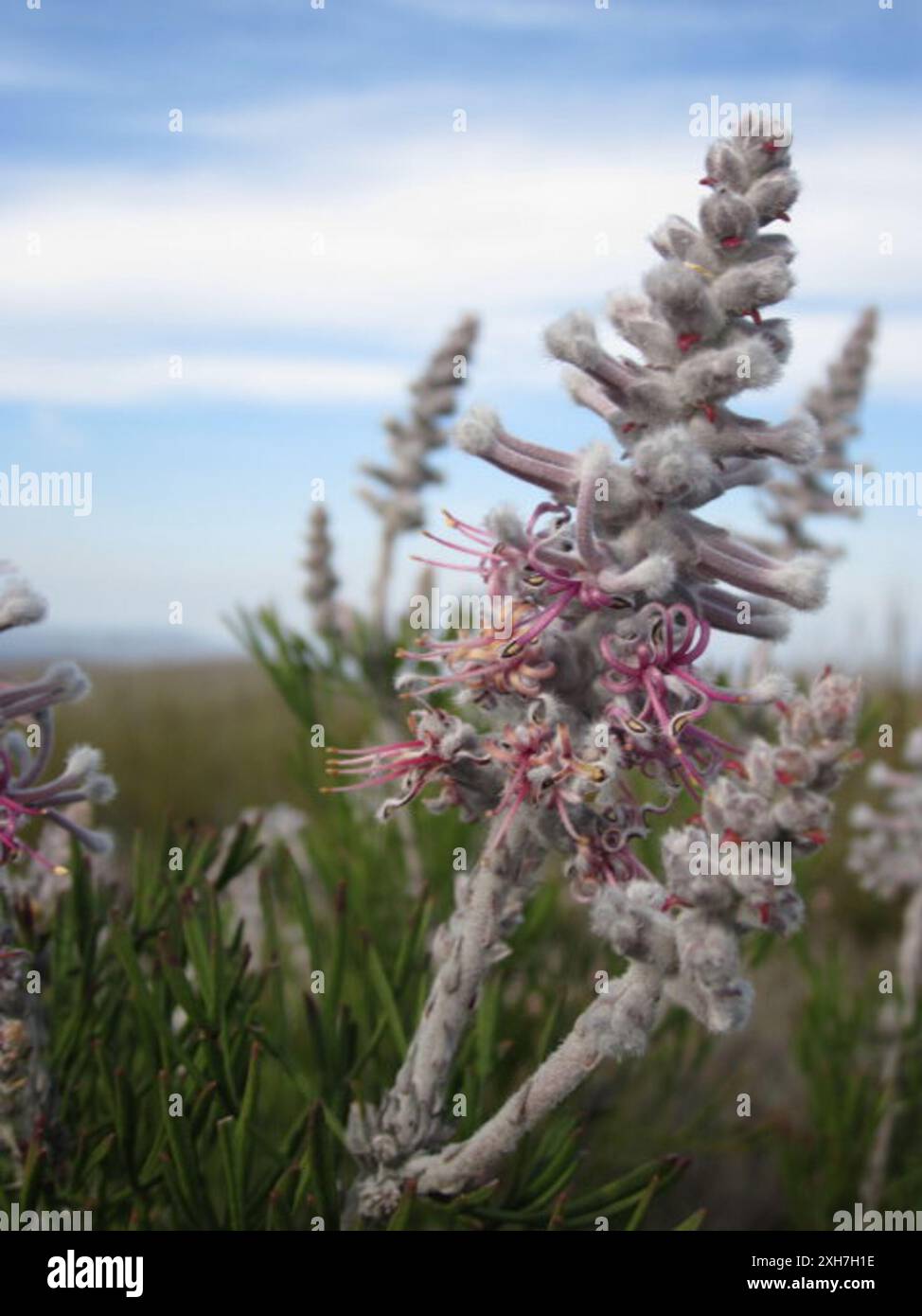 Longhead Sceptre (Paranomus dispersus) , Rooiberg Gamka Nature Reserve ...