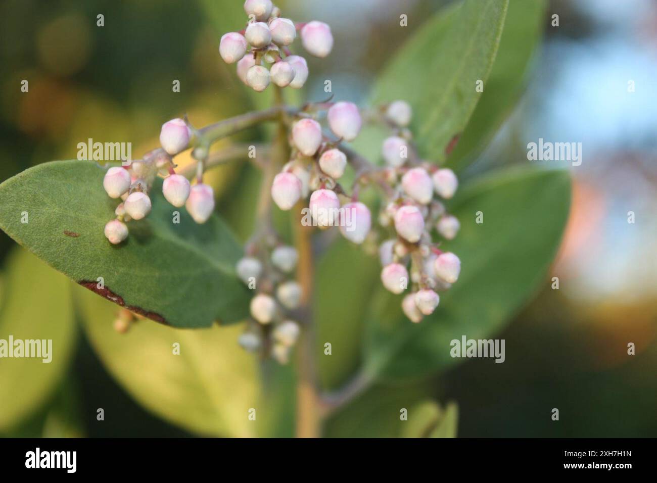 Common Manzanita (Arctostaphylos manzanita) , shiloh ranch regional ...