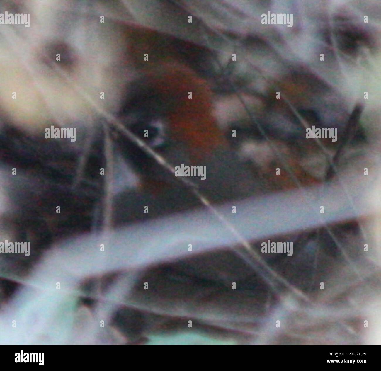 Rusty-crowned Ground-Sparrow (Melozone kieneri) Xochicalco Stock Photo ...