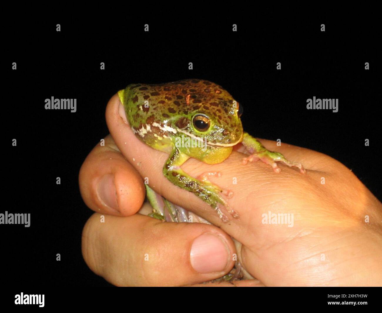 Barking Treefrog (Hyla gratiosa) , North Carolina, US Stock Photo - Alamy