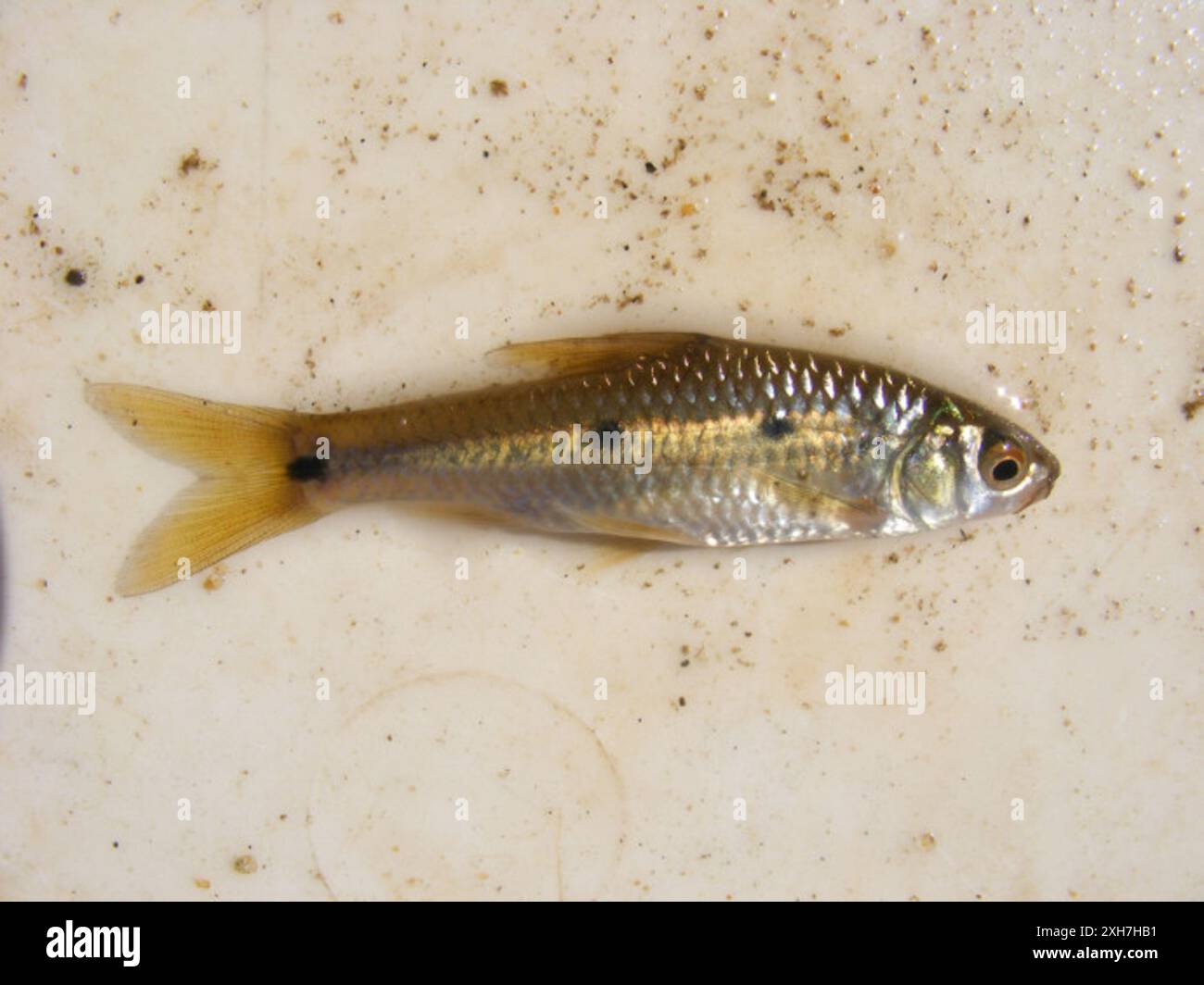 Threespot Barb (Enteromius trimaculatus) Kruger Park, Jock Safari Lodge ...