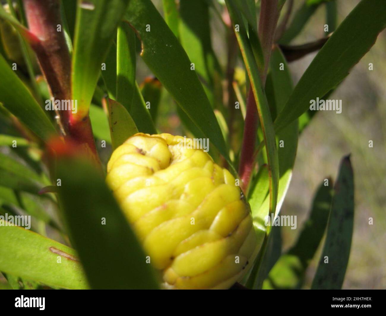 Gumleaf Conebush (Leucadendron eucalyptifolium) Kranshoek Hike across ...