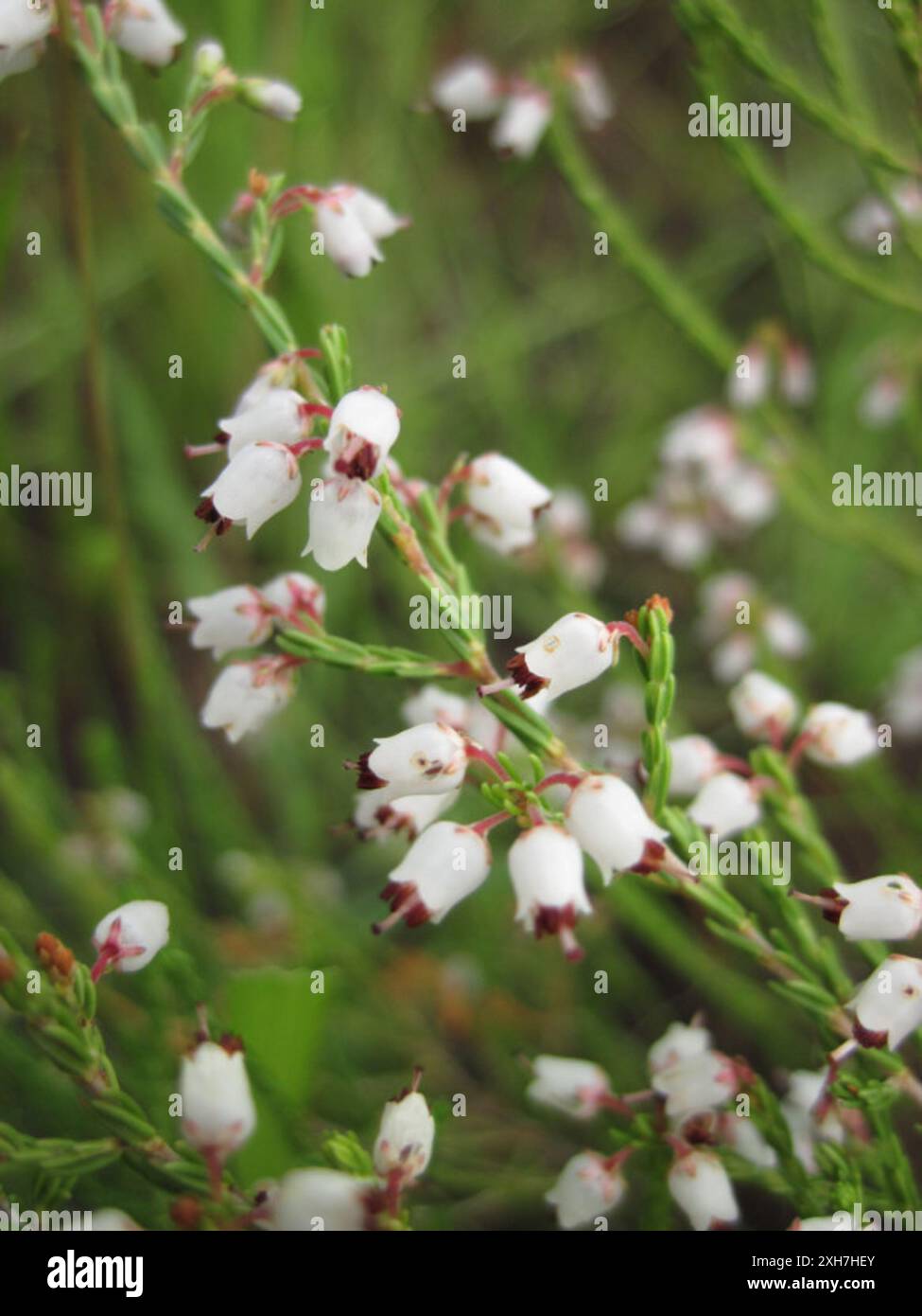 Drakensberg Heath (Erica drakensbergensis) N11, Botshabelo, Middelburg ...