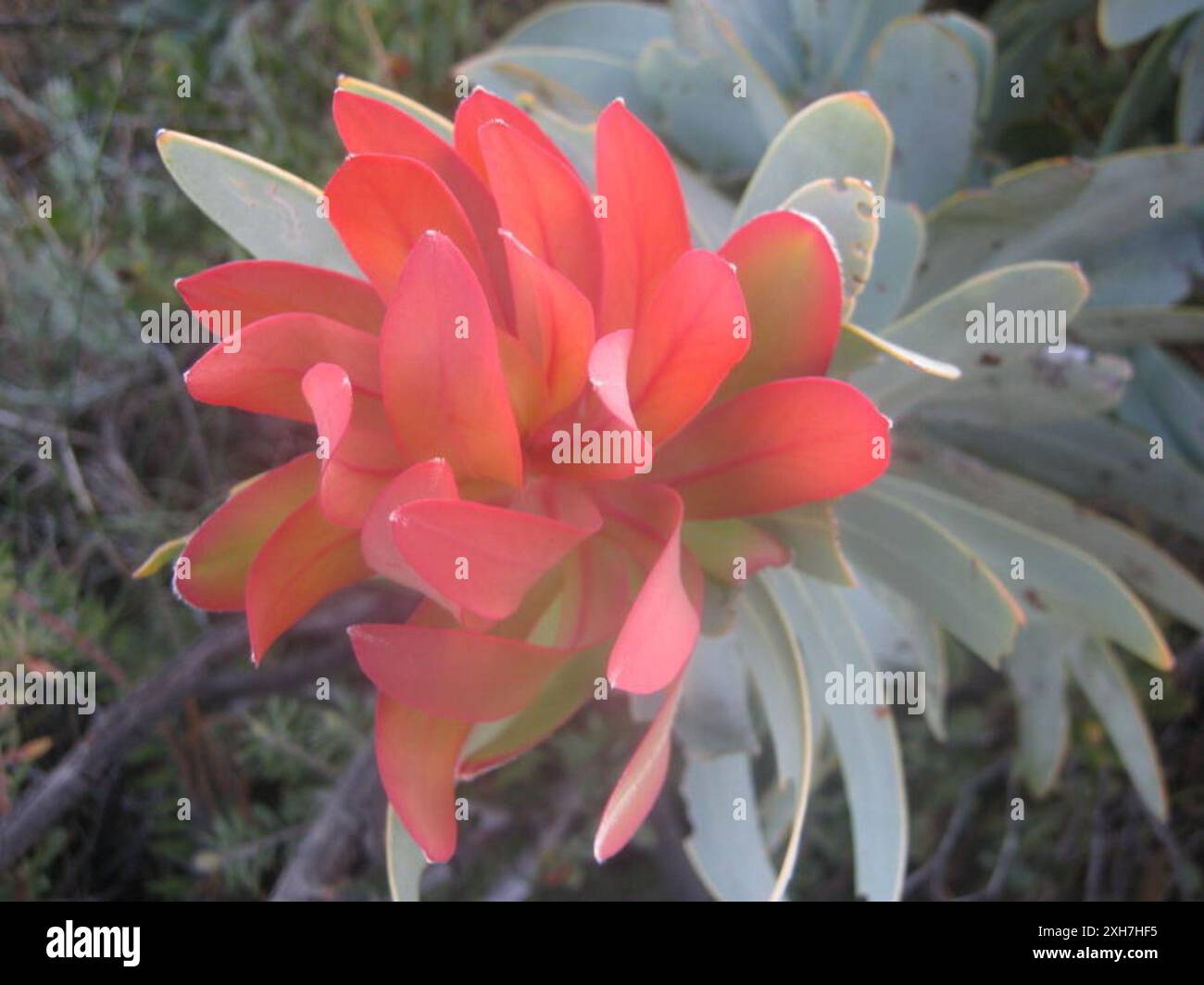 Wagon Tree (Protea nitida) De Hoek in the Swartberg Stock Photo - Alamy