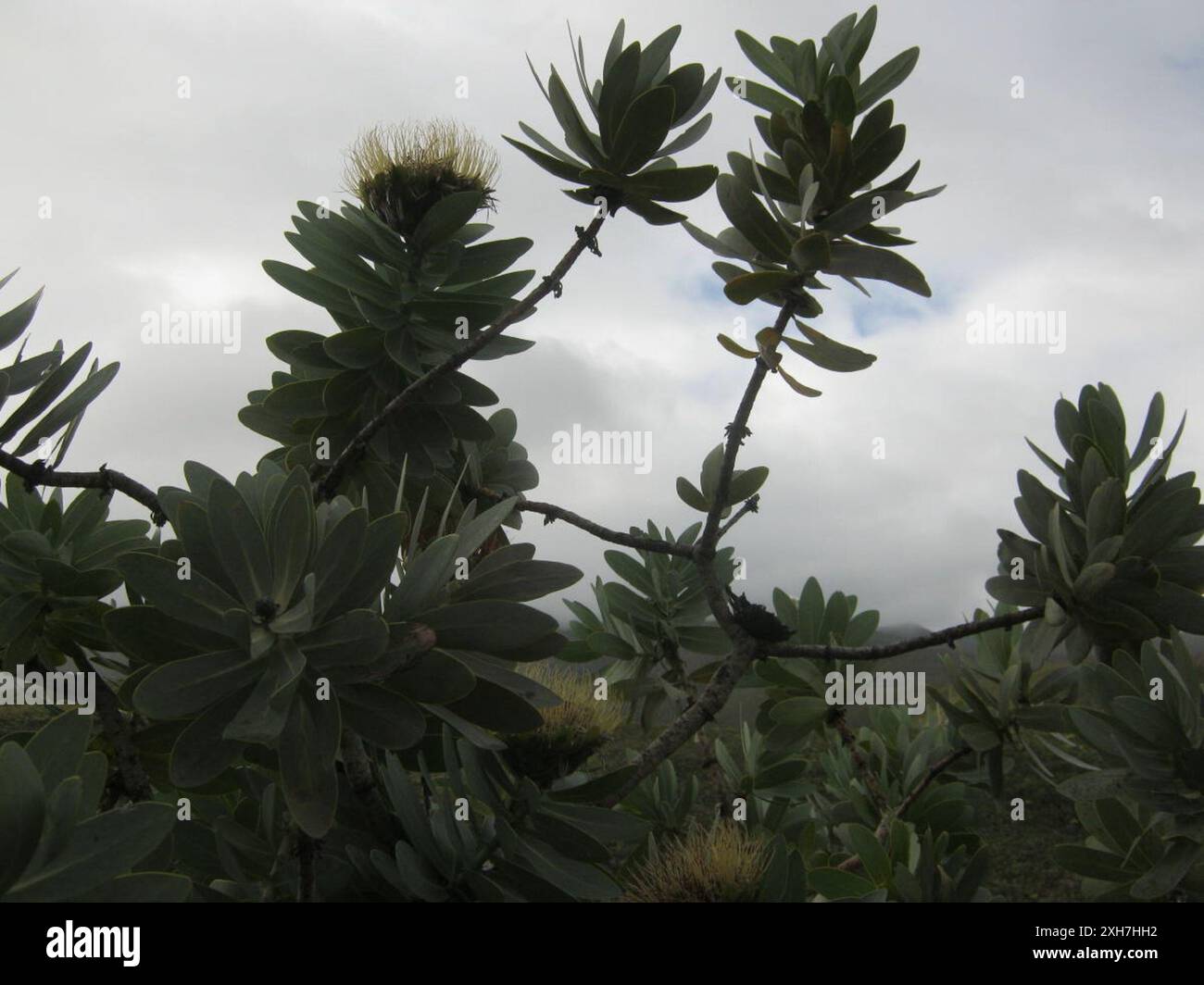 Wagon Tree (Protea nitida) Kouga Wildernis in the Kouga Mts Stock Photo ...