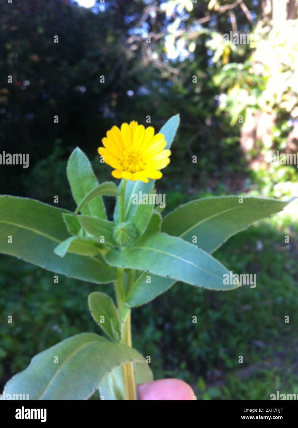 field marigold (Calendula arvensis) Golden Gate Park, San Francisco ...