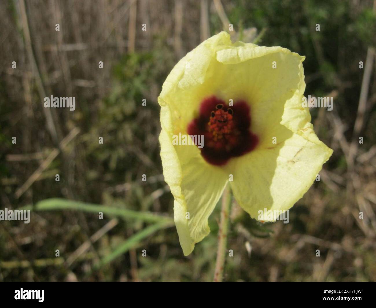 Prickly Tree Hibiscus (Hibiscus diversifolius diversifolius) Dune ...