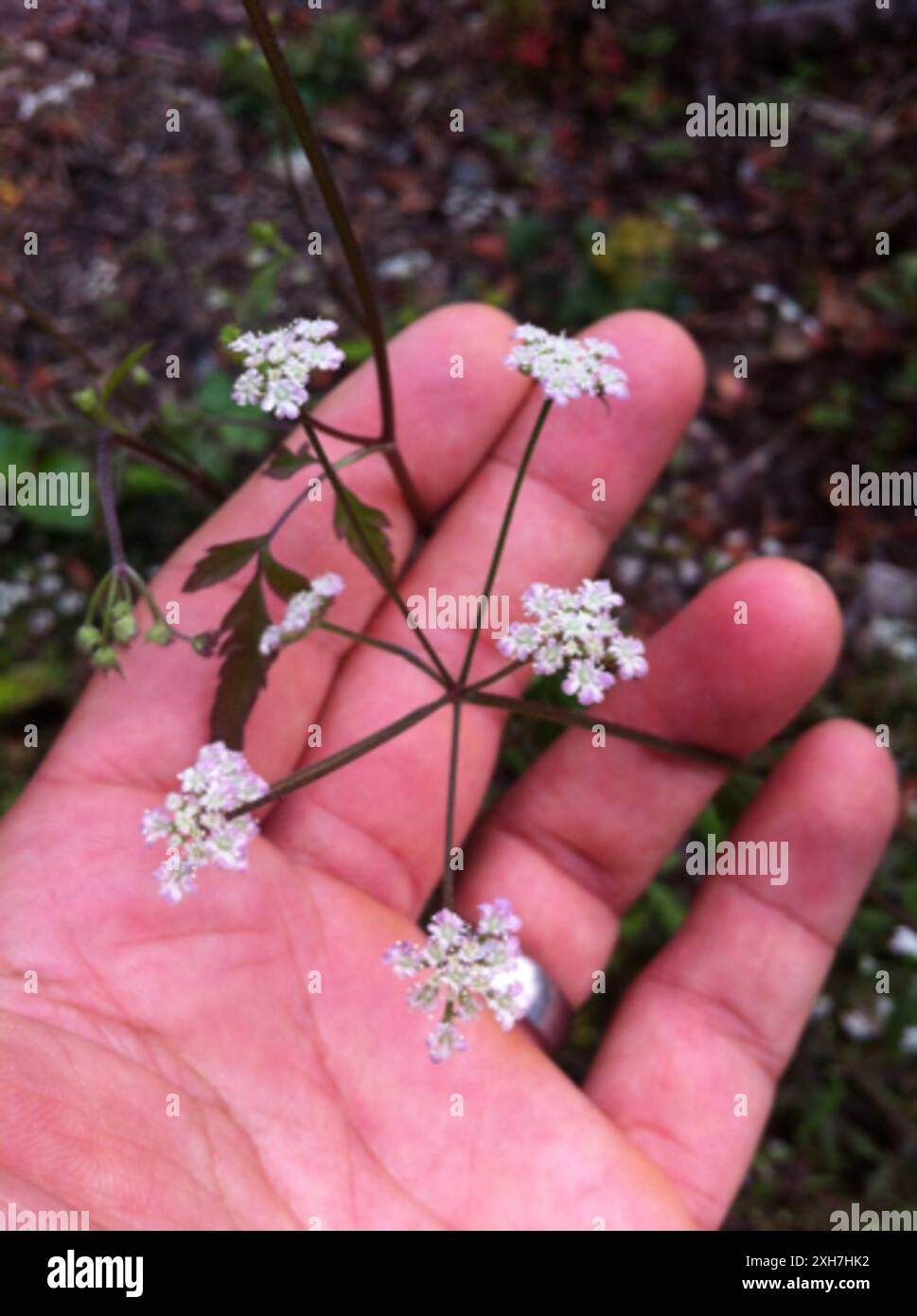 common hedge parsley (Torilis arvensis) Memorial Glade, Berkeley ...