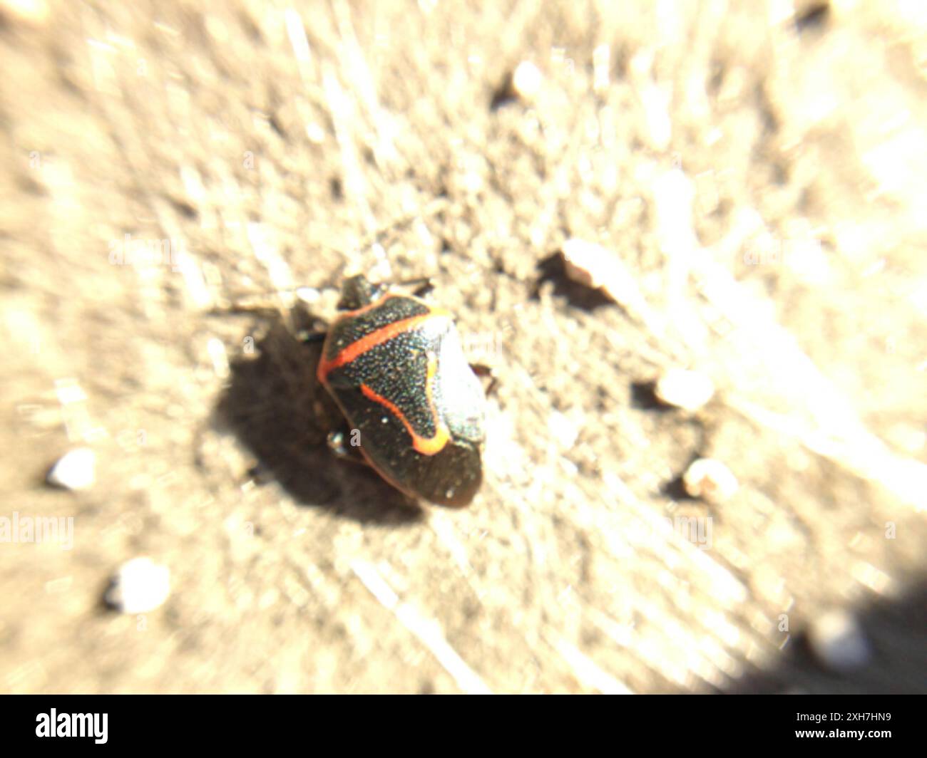 (Perillus splendidus) Mare Island Naval Complex, Vallejo, California ...