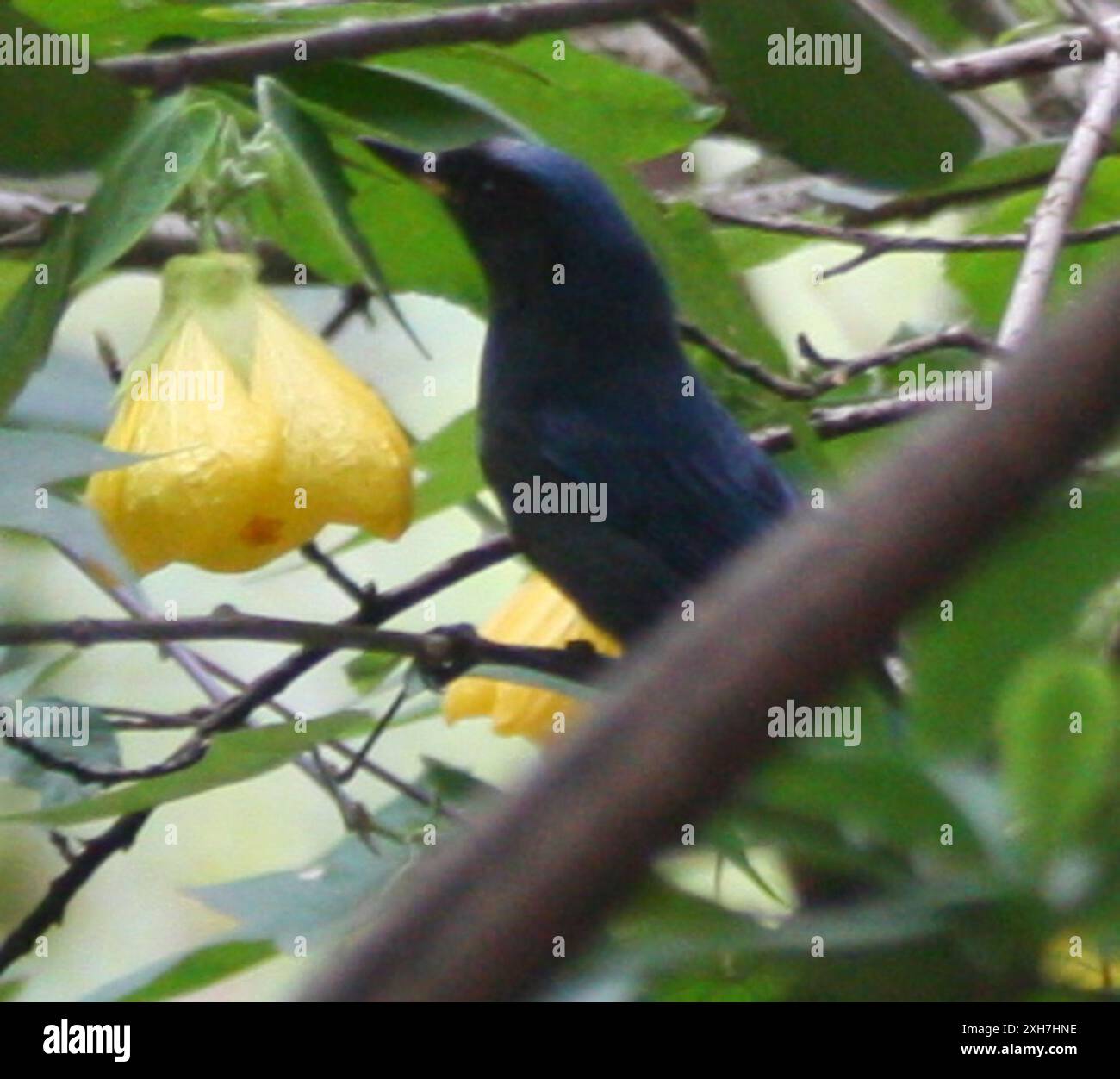 Black flowerpiercer diglossa humeralis hi-res stock photography and ...