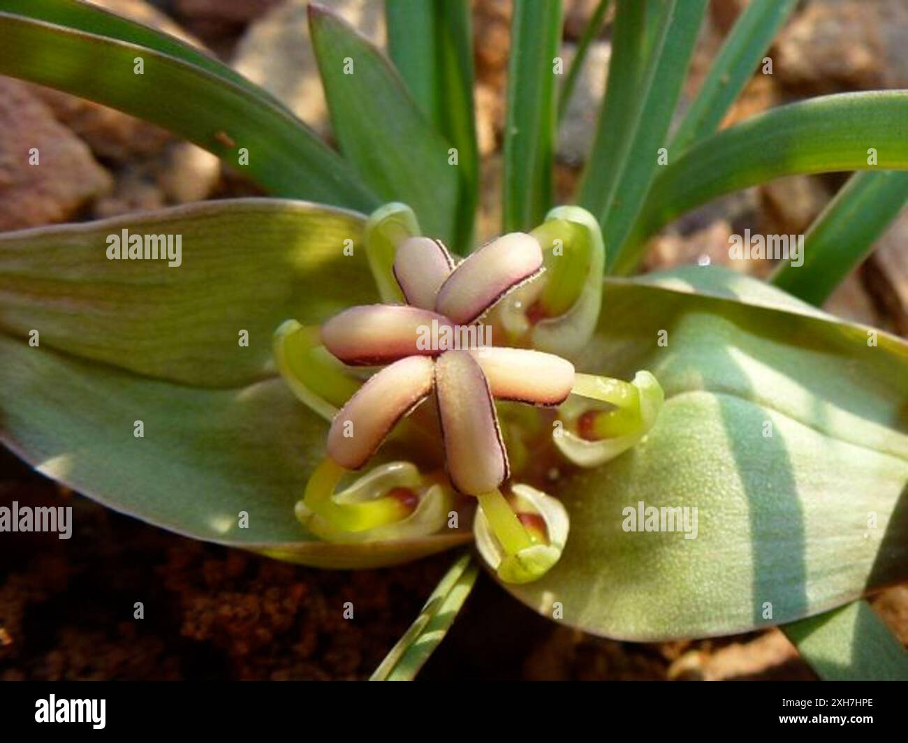 White Cup-and-saucer (Colchicum burchellii burchellii) , Anysberg: On ...