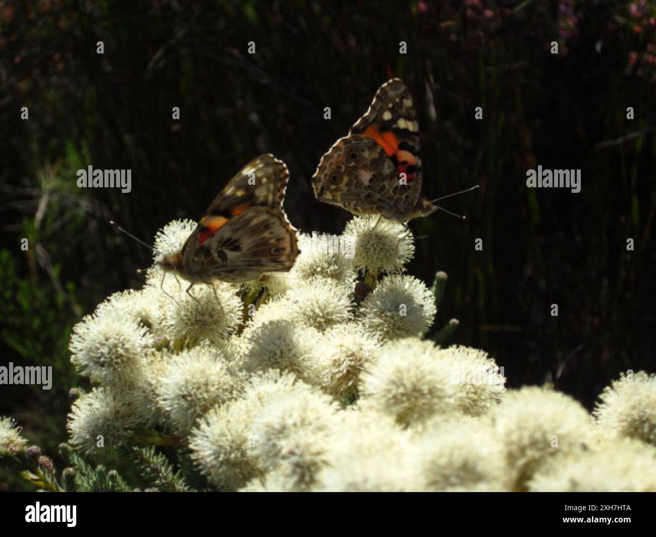 Redleg Kolkol (Berzelia abrotanoides) , Langeberg Rooiwaterspruit Trail ...
