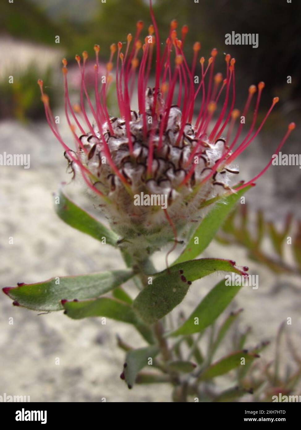 Arid Pincushion (Leucospermum calligerum) , Langeberg Nature Reserve ...