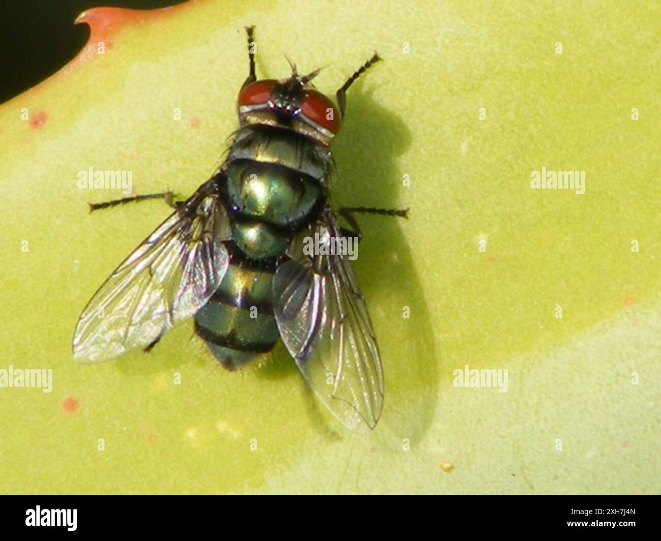 (Chrysomya putoria) Jakkalsbessie, Malelane: In garden, property next ...