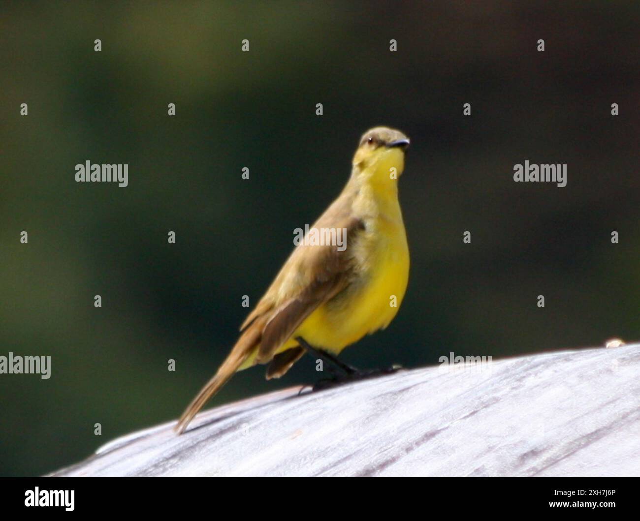 Cattle Tyrant (Machetornis rixosa) La Mesenia, colombia Stock Photo - Alamy