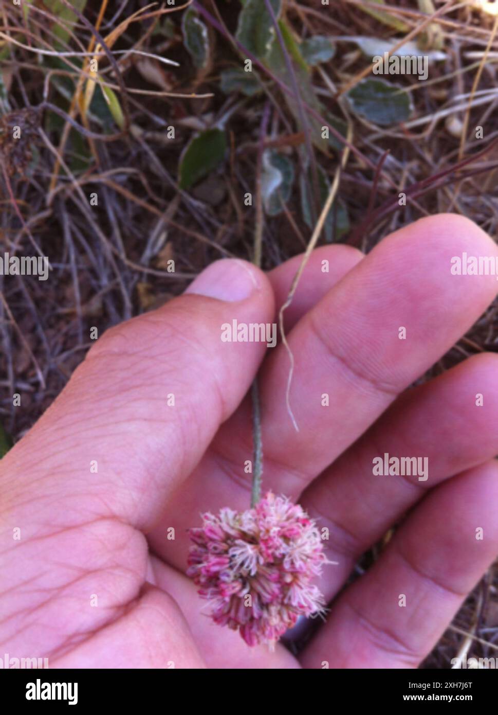 Seaside Buckwheat (Eriogonum latifolium) Twin Peaks Park, San Francisco ...