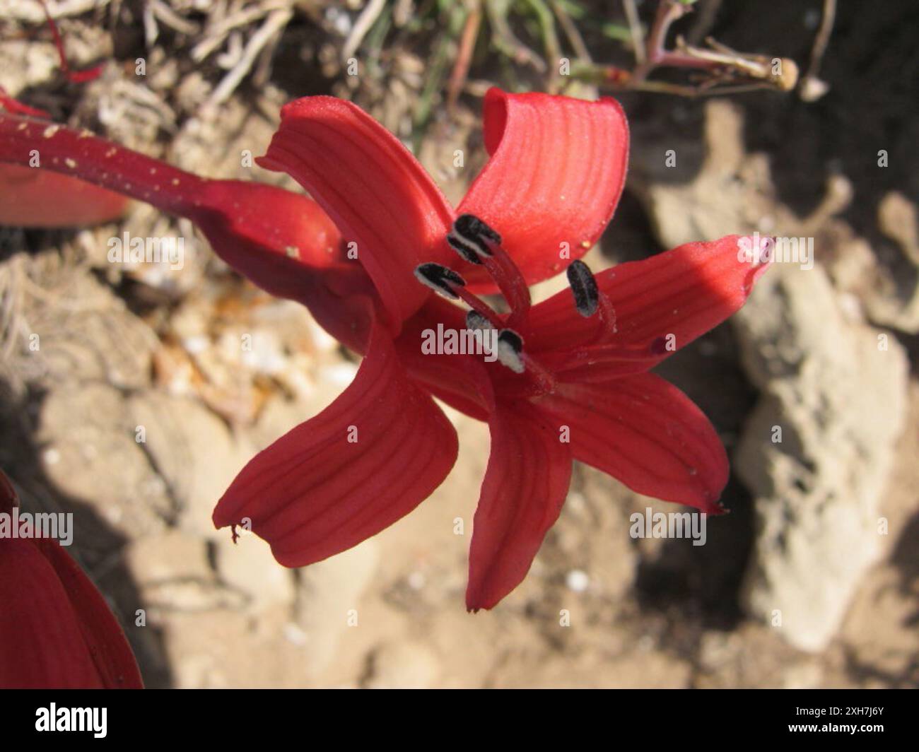 candelabra lily (Brunsvigia orientalis) Robberg: West of the Point on ...