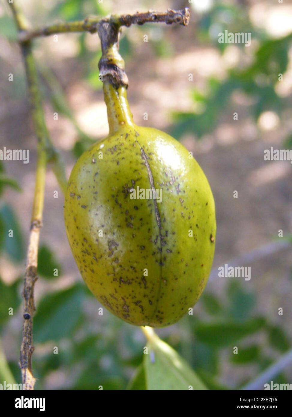 Nyala tree xanthocercis zambesiaca hi-res stock photography and images ...