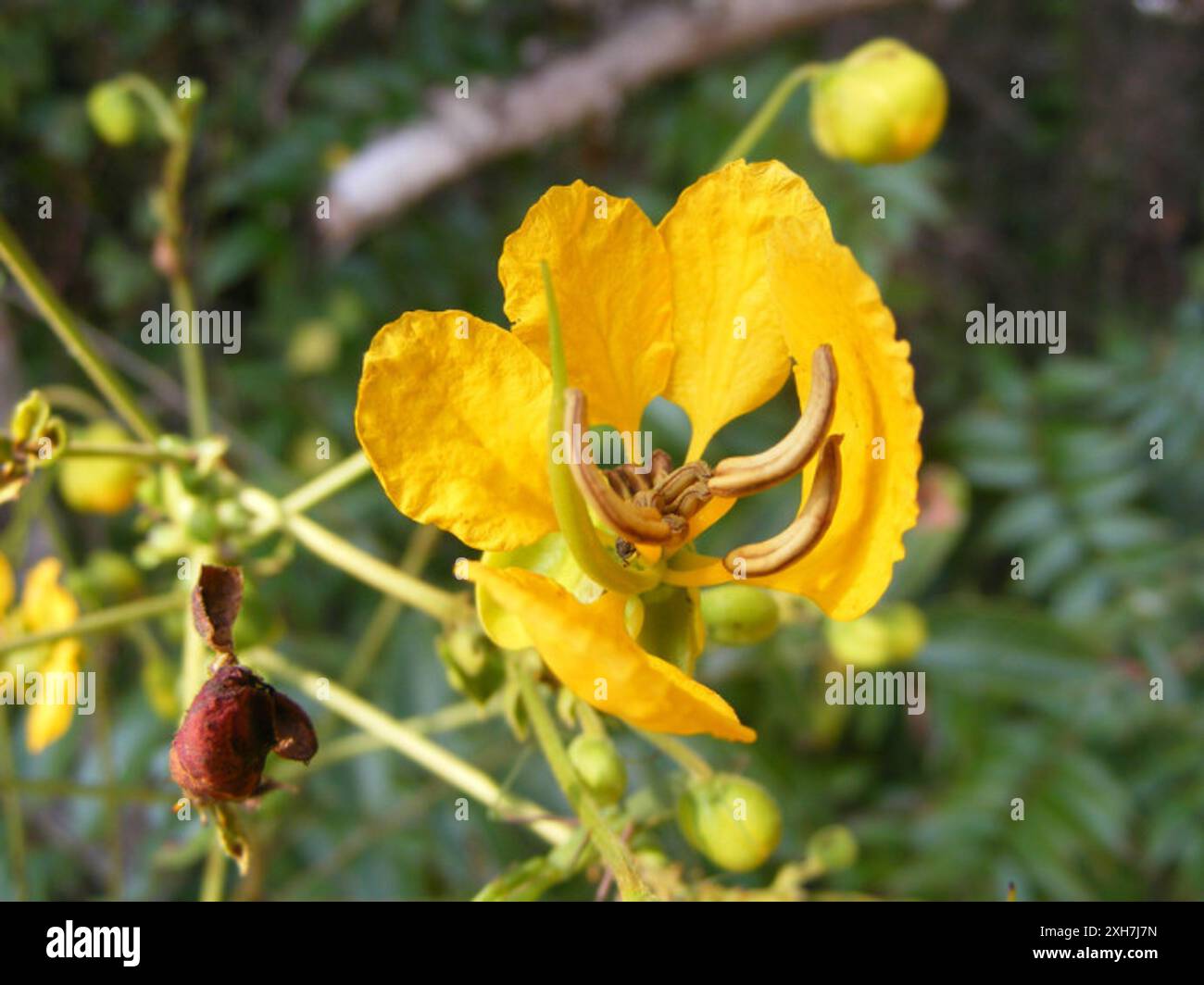 eared senna (Senna petersiana) 423, Vilankulo: Sasol pipeline route ...