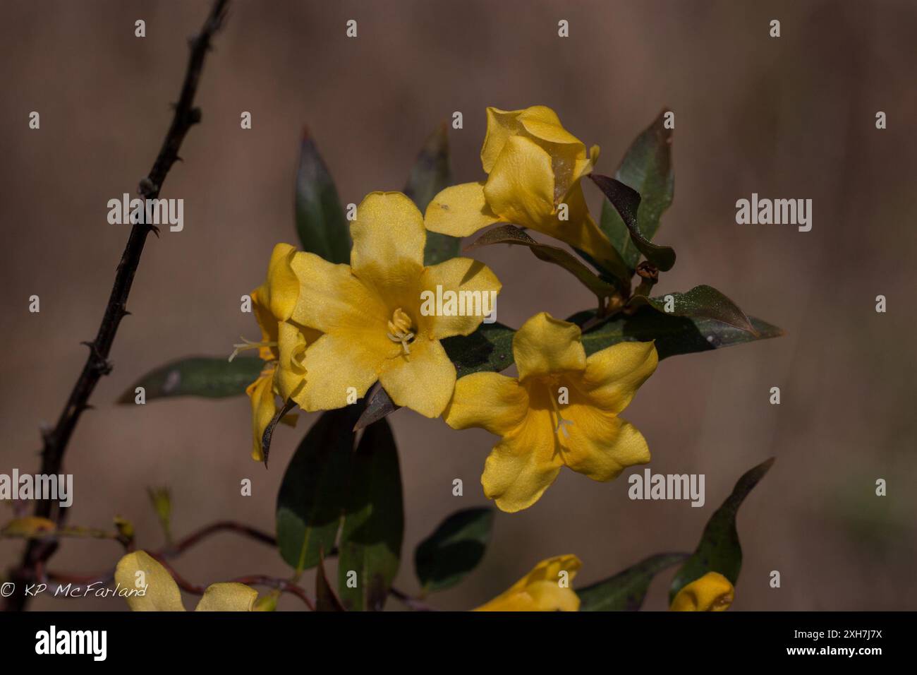 yellow jessamine (Gelsemium sempervirens) Raleigh, North Carolina ...