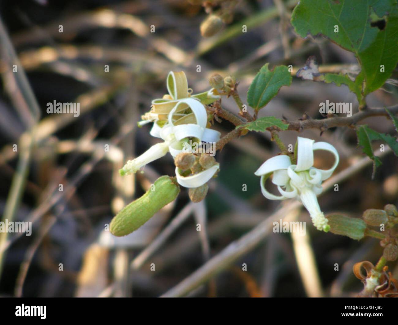 Stellar Raisin (Grewia sulcata sulcata) 421, Funhalouro: On Sasol ...